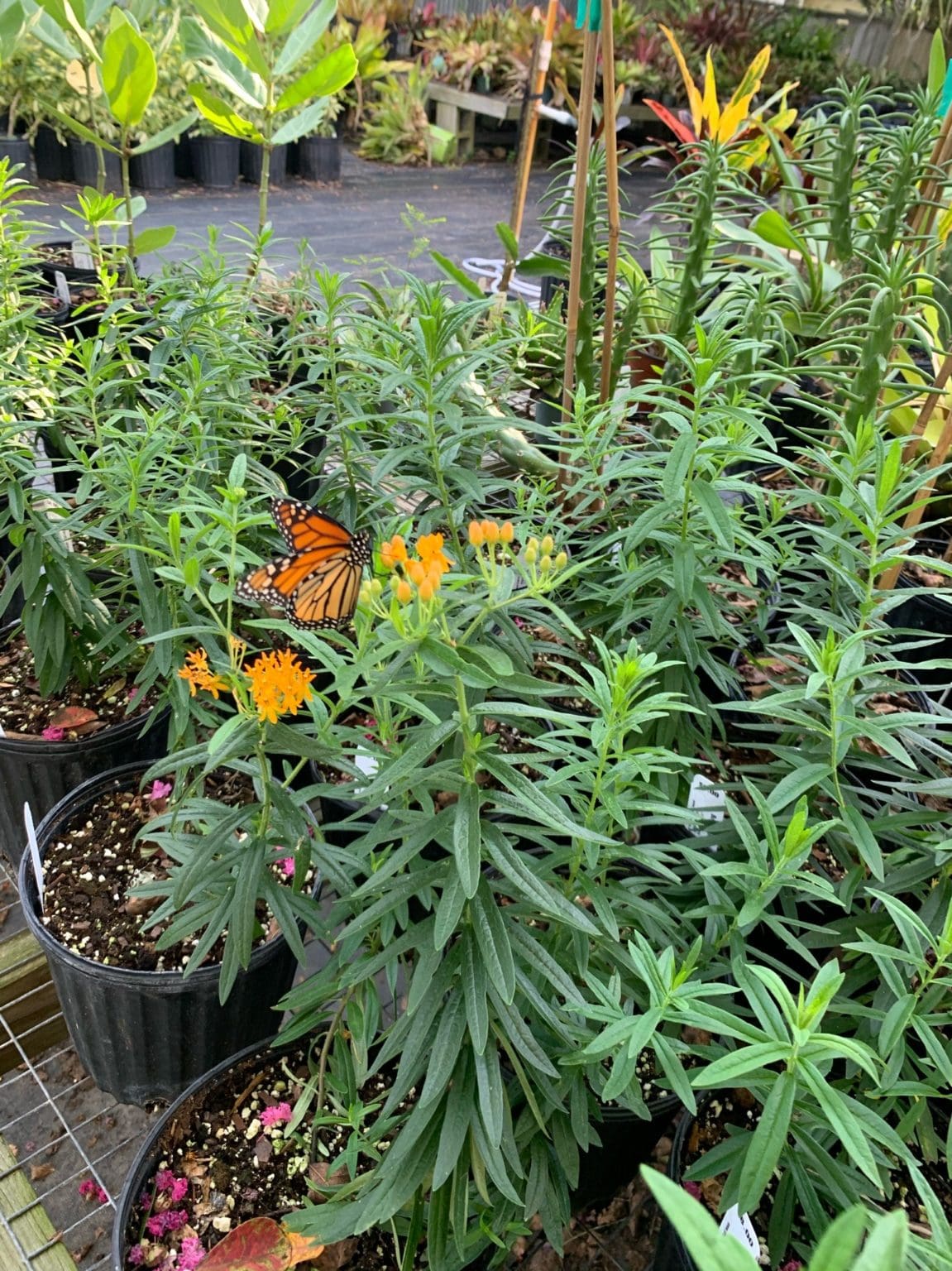 Southeast Texas Native Plants | Jimbo's Nursery