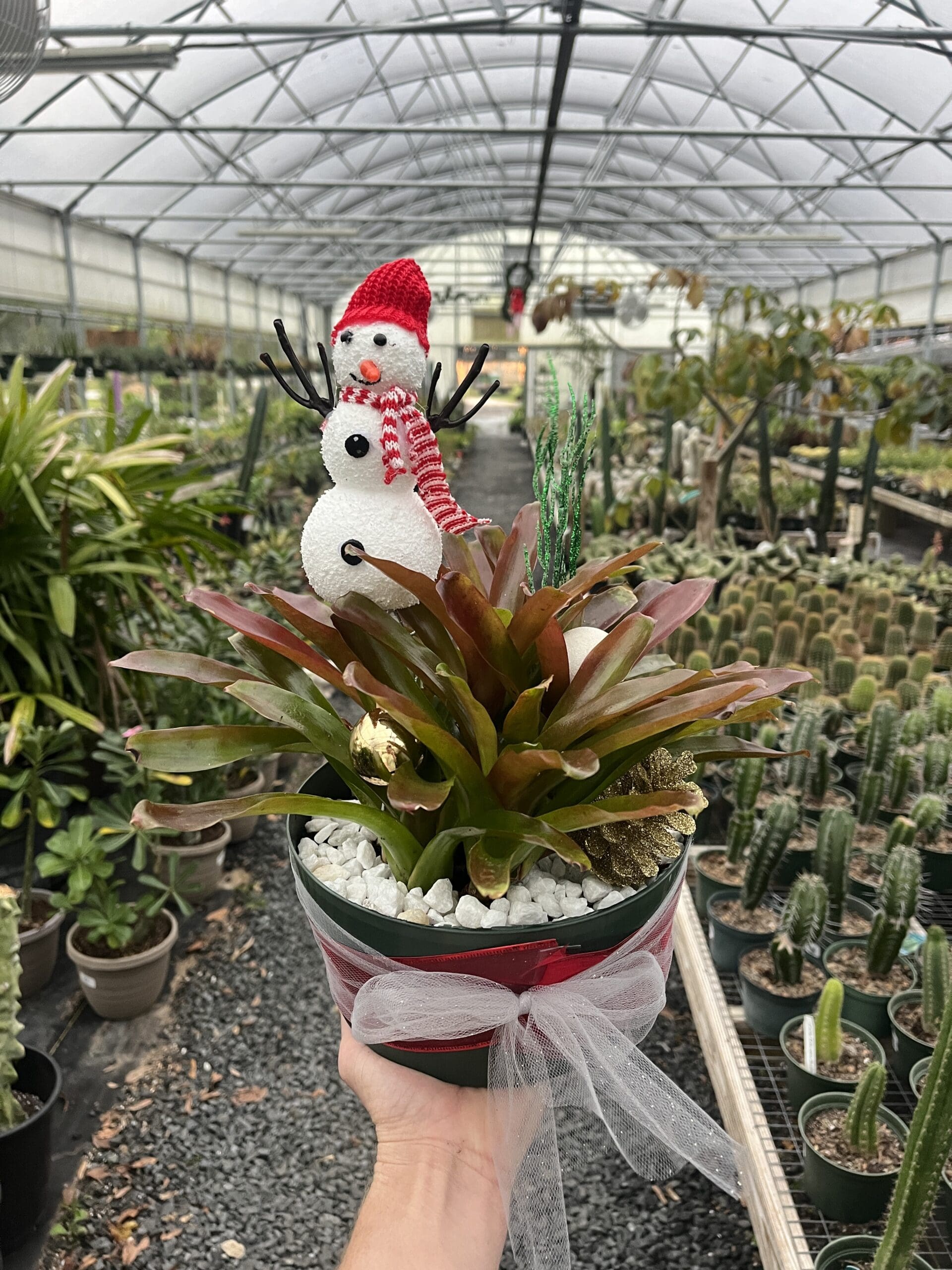 Holiday Plant Gifting Guide | Jimbo's Nursery