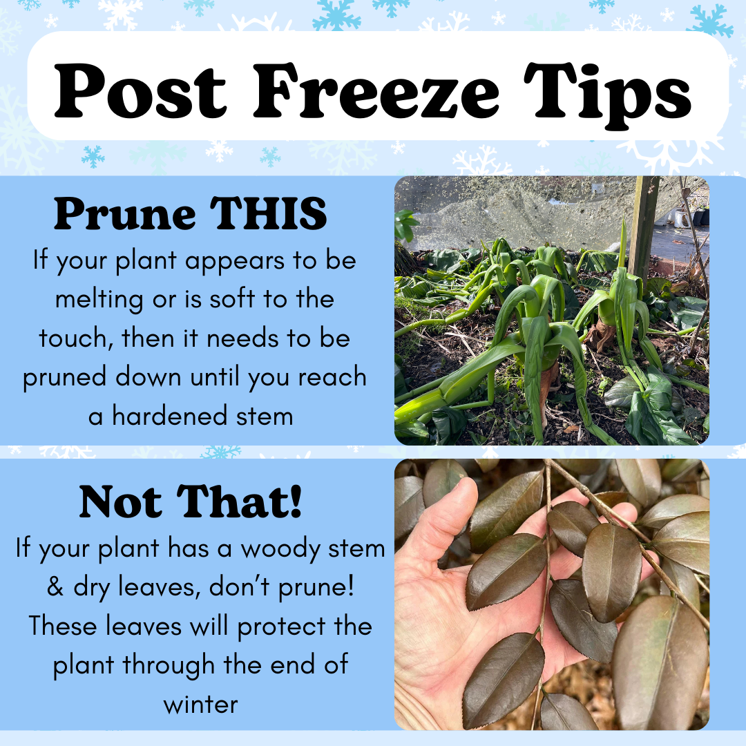 Post Freeze Plant Care | Jimbo's Nursery